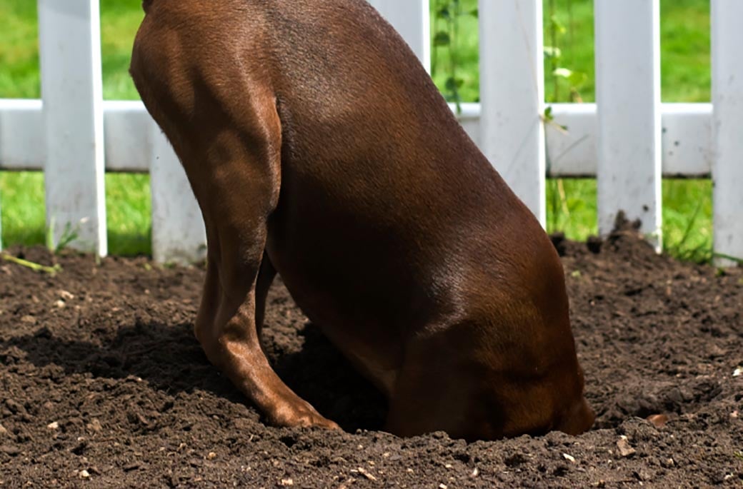 Top 10 reasons customers don't contact 811 before digging