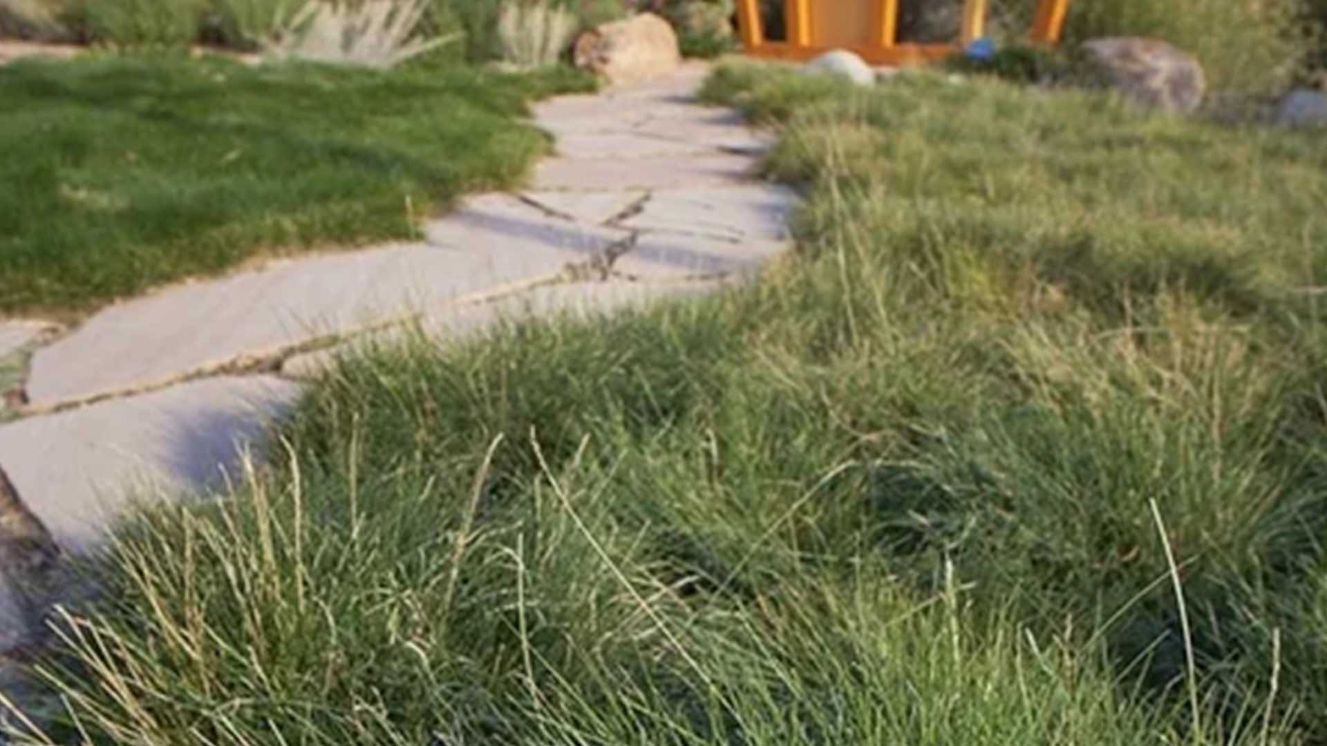 Native Grass Lawn Program for Homeowners